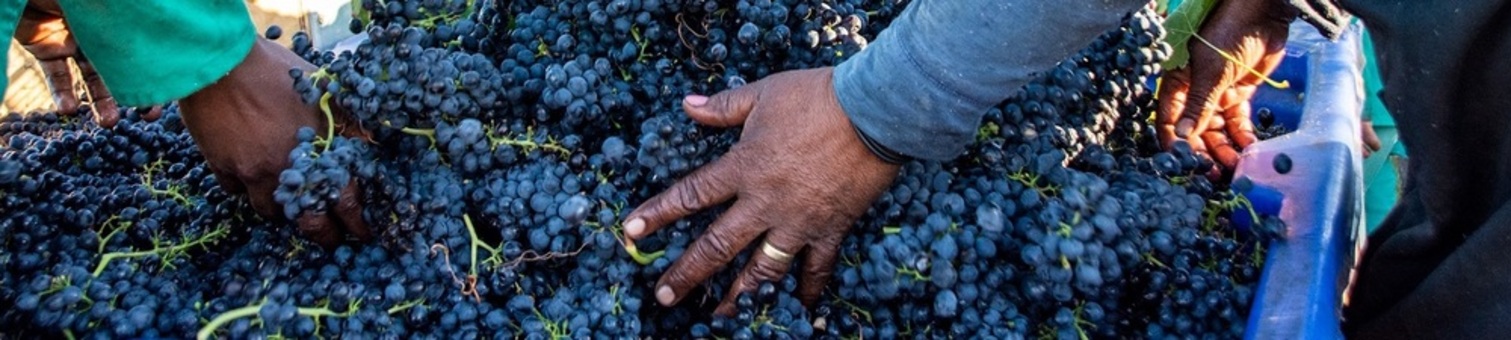 Glenelly Estate Wines: our Selection | FromVineyardsDirect