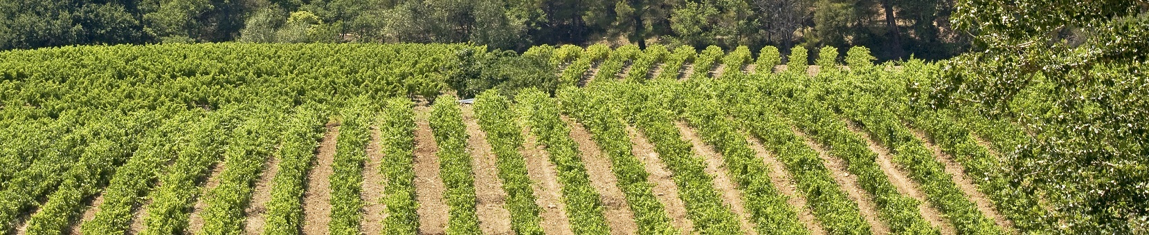 Fine Rhône Red Wine - Rhône Red Wine | FromVinyardsDirect