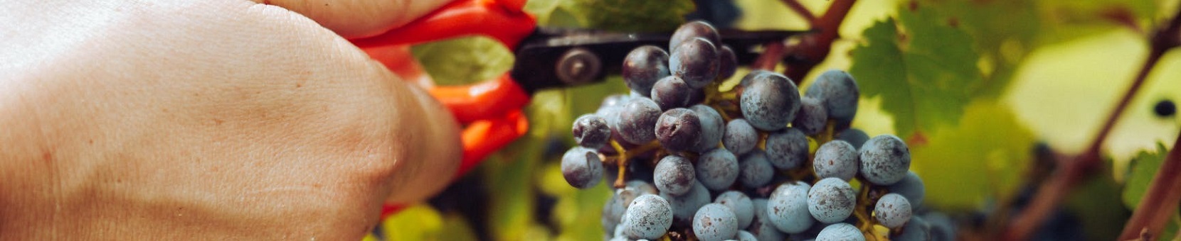 Pinot Noir Red Wine - Fine Pinot Noir Wine | FromVineyardsDirect