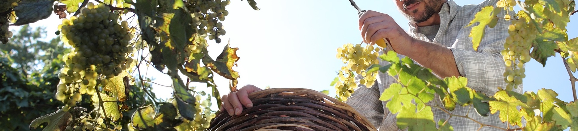 Courtois Champagne | Mr.Wheeler Wine