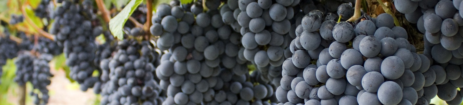 Best Merlot Wine | Mr.Wheeler Wine