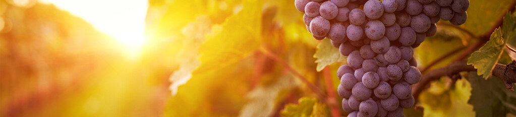 Mr.Wheeler & Idyllic Cottages | Mr.Wheeler Wine